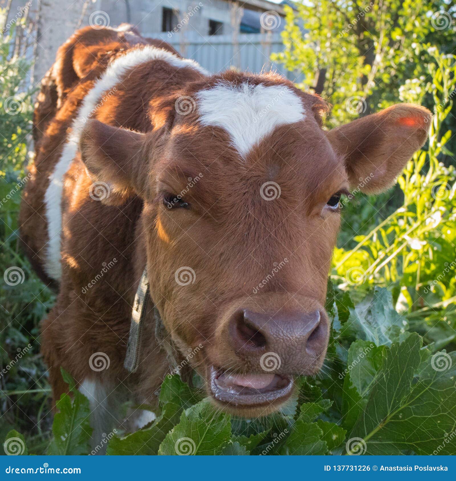 Young Funny Calf in the Grass Stock Photo - Image of green, spots ...