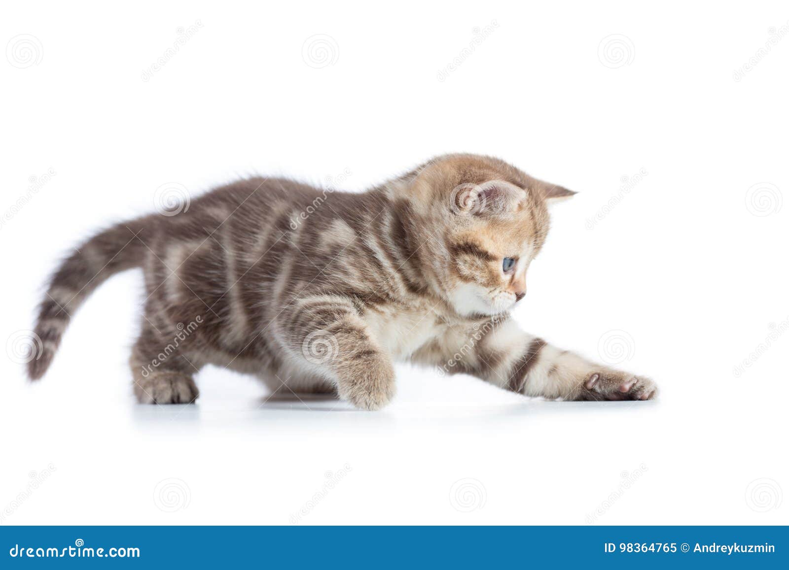 Young Funny Cat Catching Something Isolated Stock Image - Image of ...