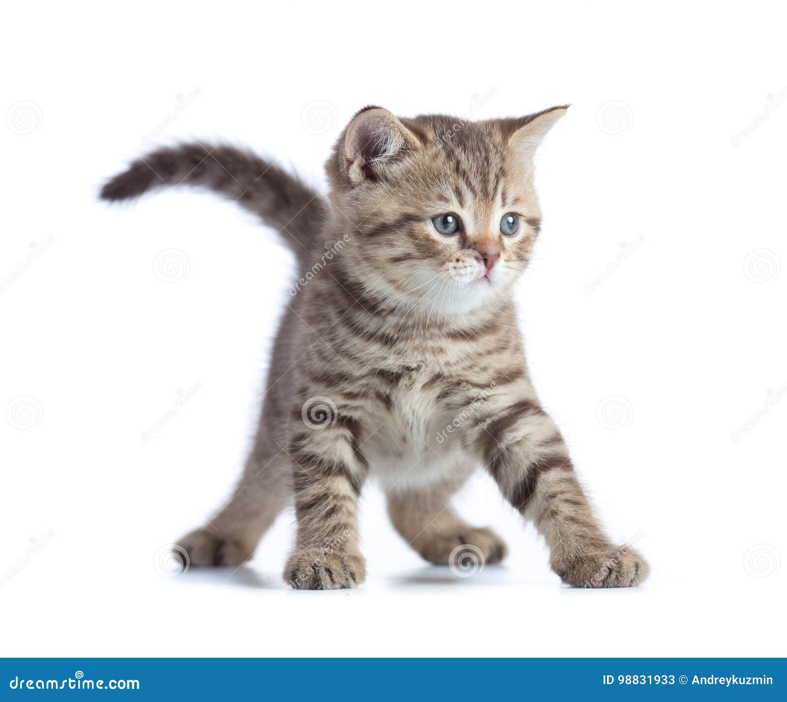 Young Funny Cat Front View Standing Isolated Stock Image - Image of ...