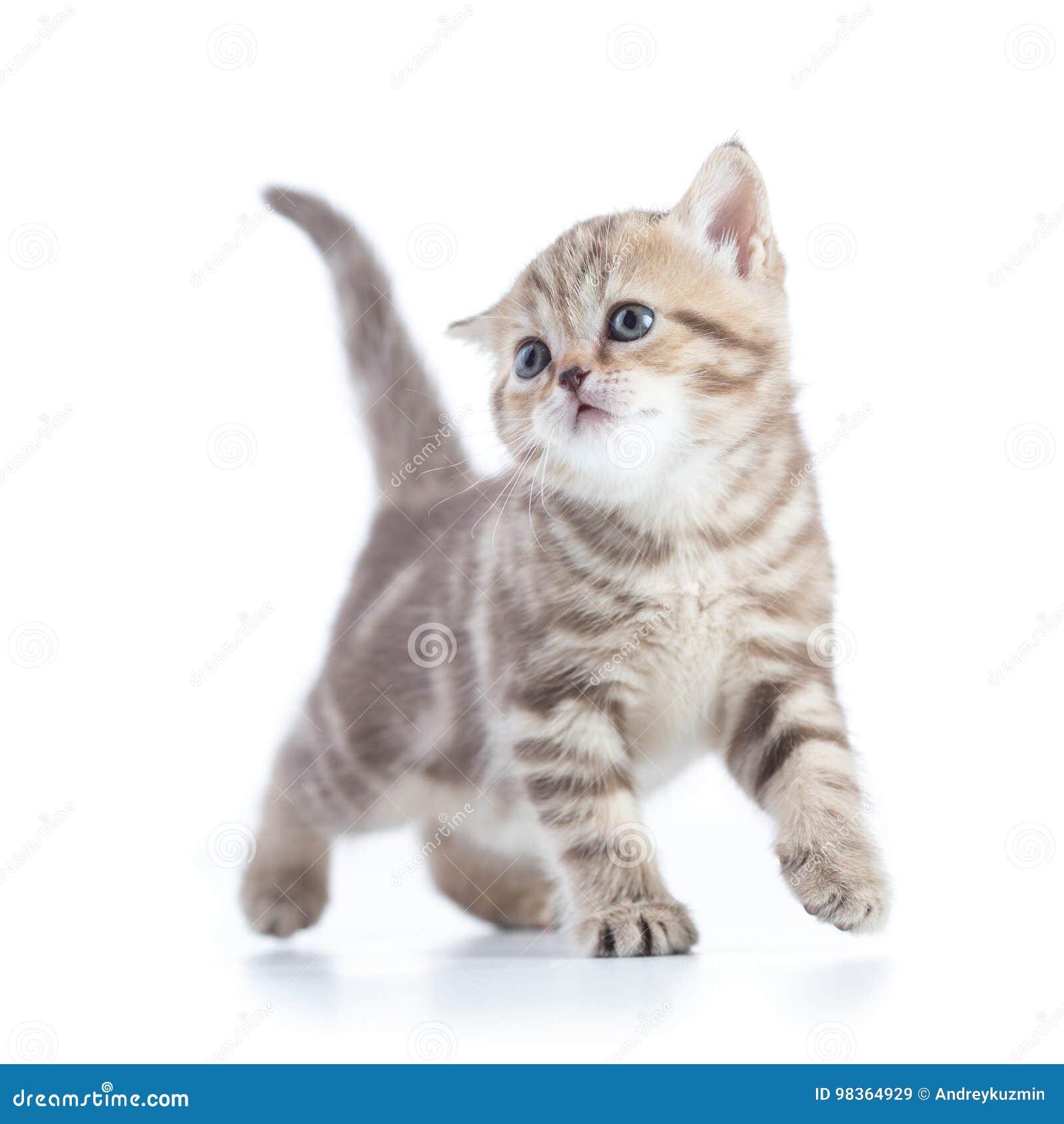 Young Funny Cat Walking Front View Isolated Stock Image - Image of ...