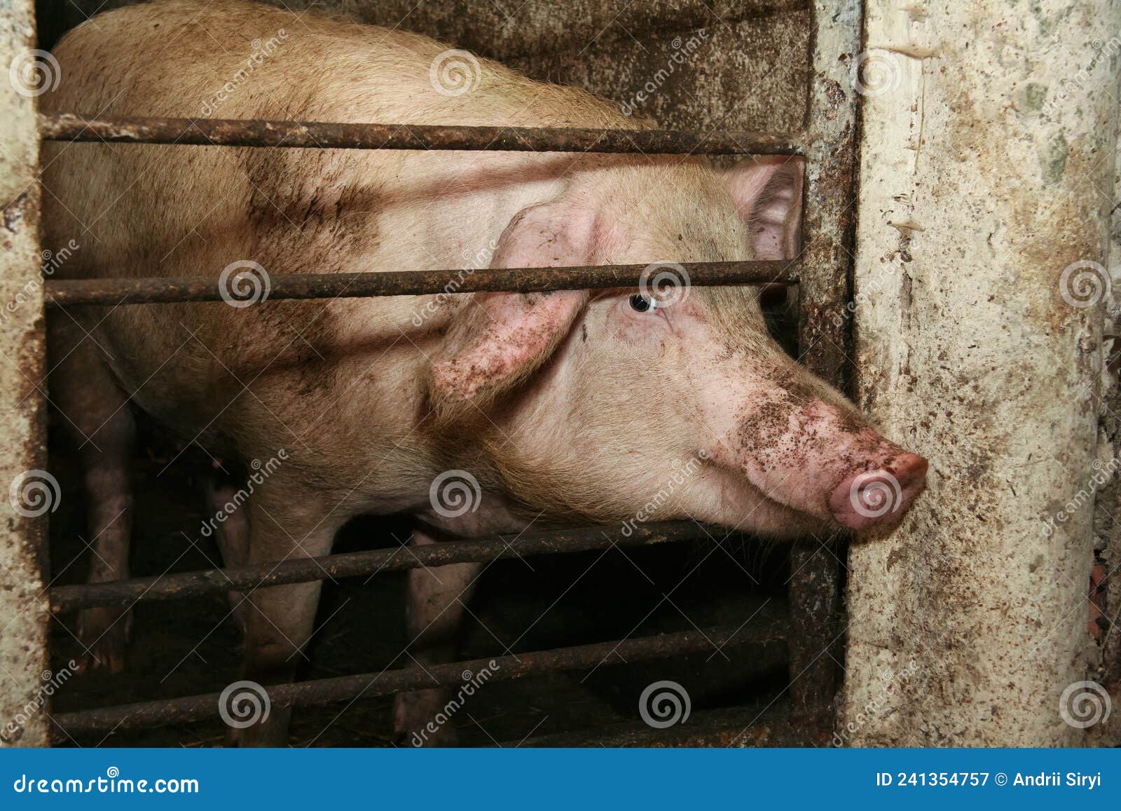 Young Funny Dirty Pig on a Pig Farm. Stock Image - Image of animal ...