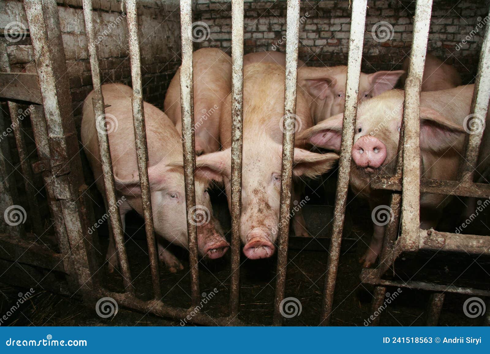 Young Funny Dirty Piglets on a Pig Farm. Stock Image - Image of piglet ...
