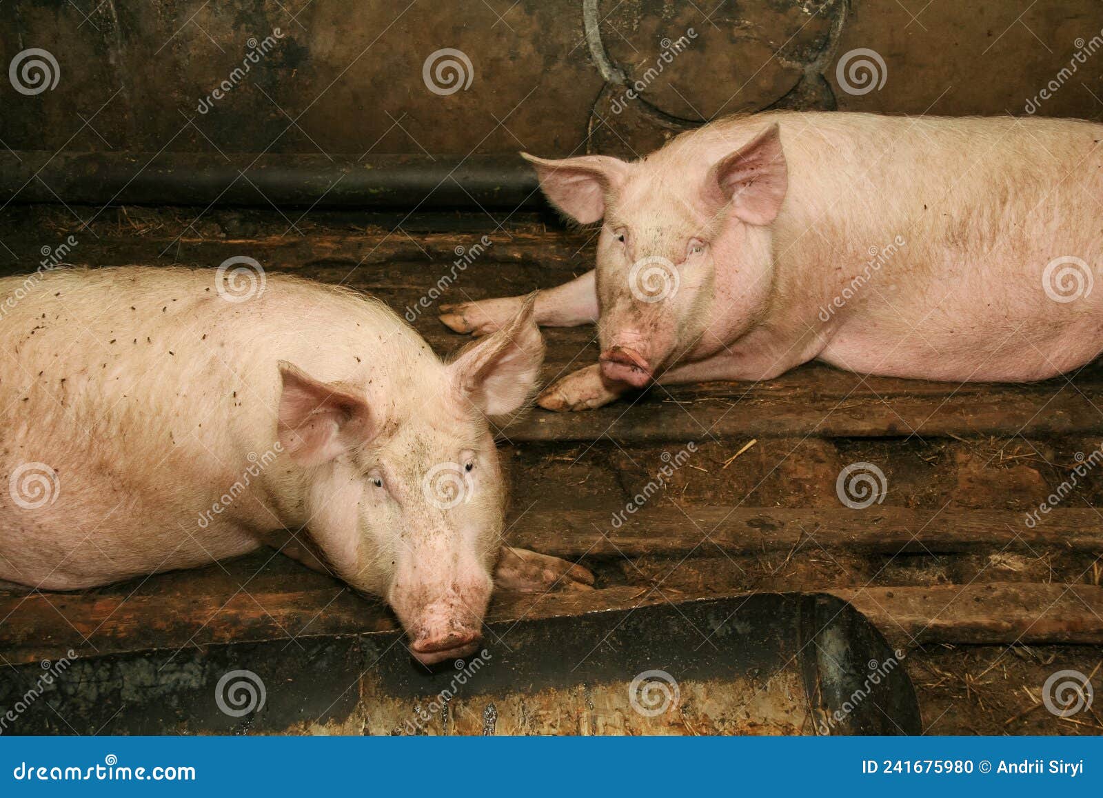 Dirty Piglets Walk Behind The Fence Stock Photo | CartoonDealer.com ...