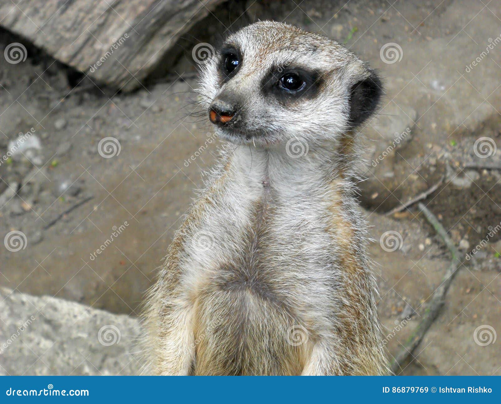Young, Funny Meerkat in a Zoo Stock Image - Image of animal, alert ...
