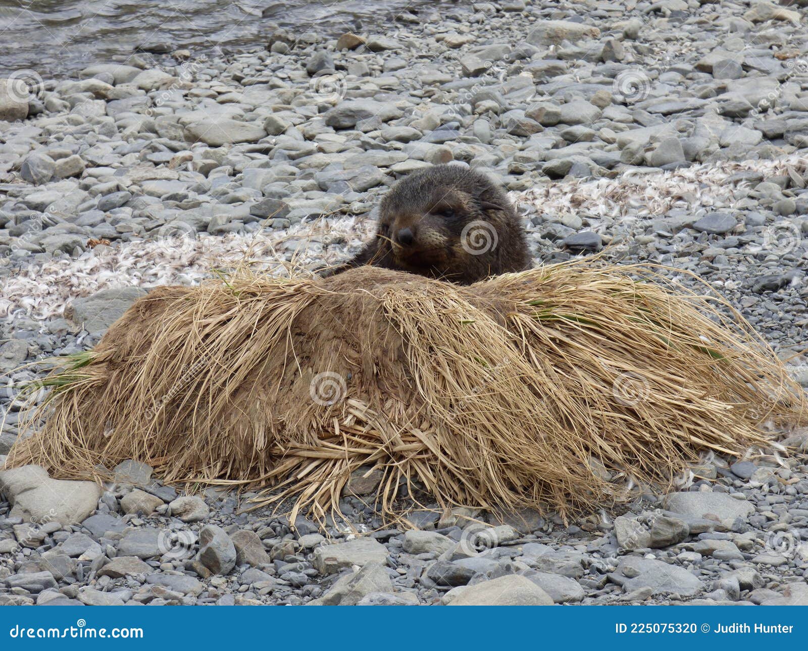 Young fur seal stock photo. Image of nest, nature, animal - 225075320
