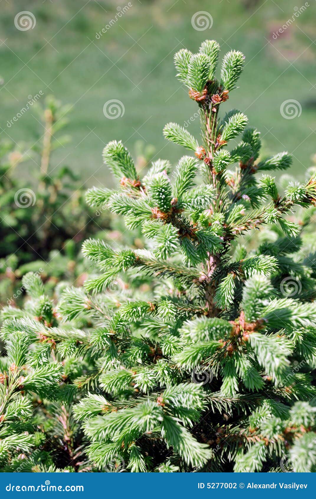 Young fur-tree stock photo. Image of detail, natural, outdoors - 5277002
