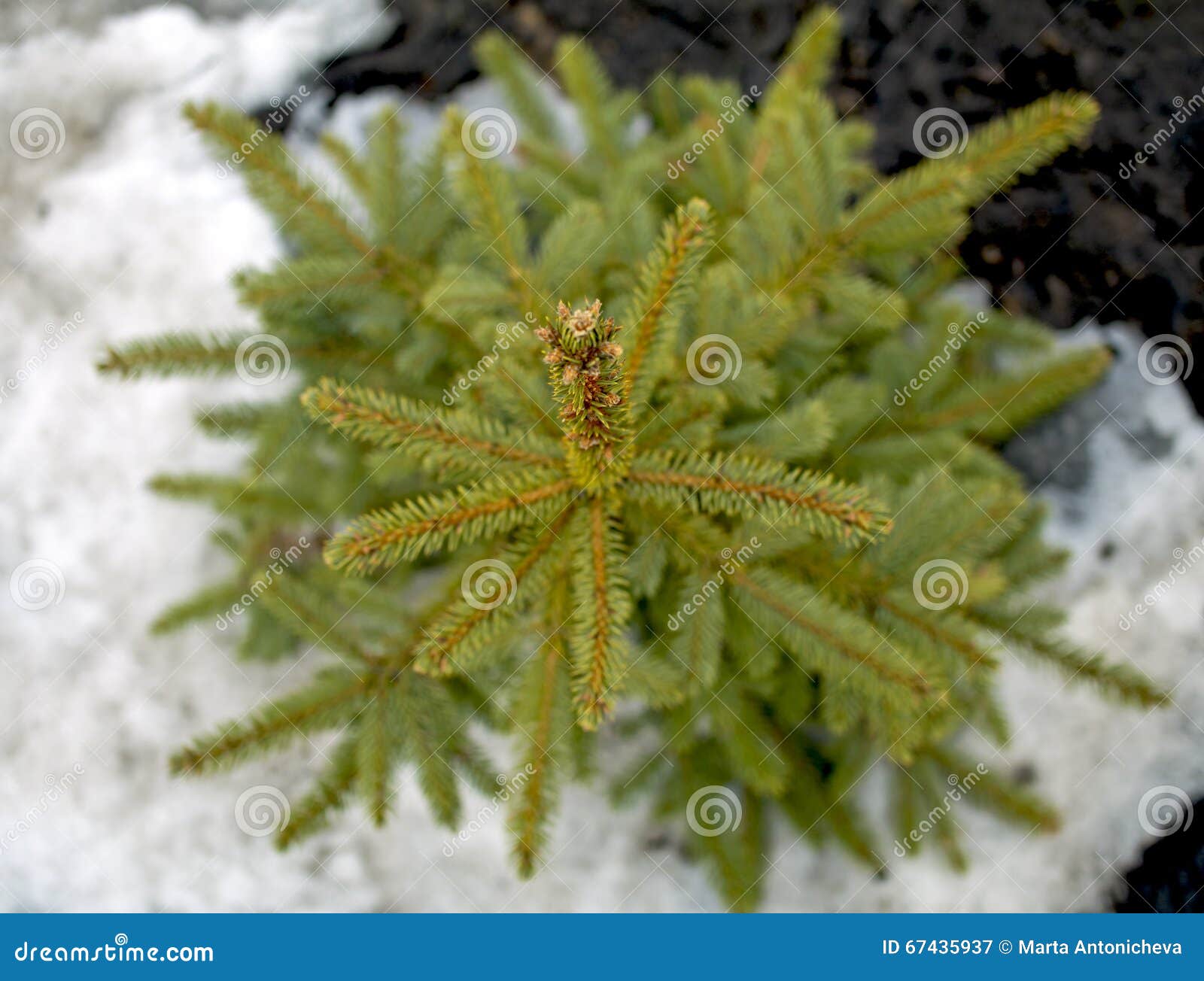Young fur-tree stock image. Image of cone, abstract, melting - 67435937
