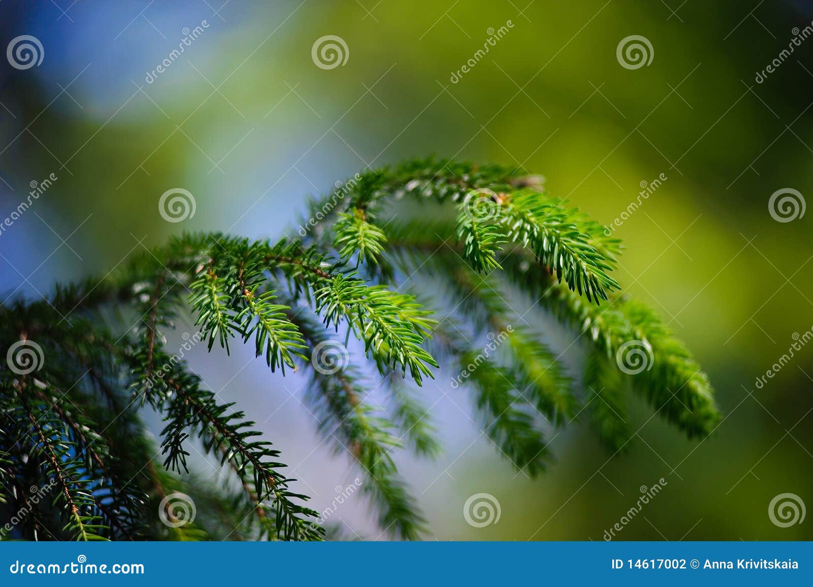 Young fur-tree branches stock photo. Image of beauty - 14617002
