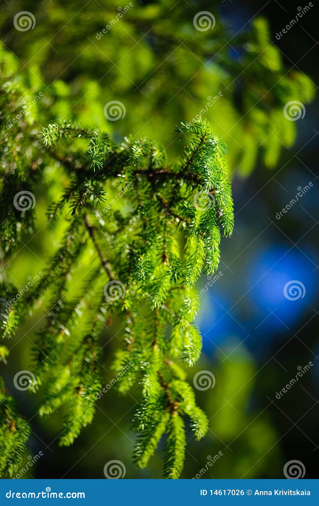 Young fur-tree branches stock photo. Image of brightly - 14617026