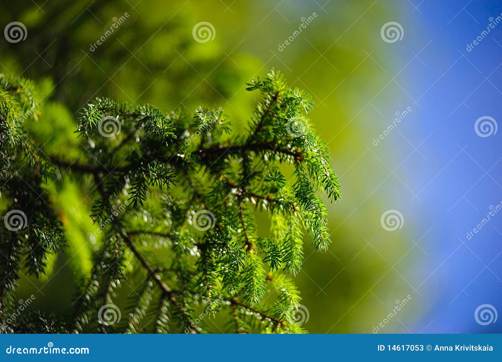 Young fur-tree branches stock image. Image of culture - 14617053