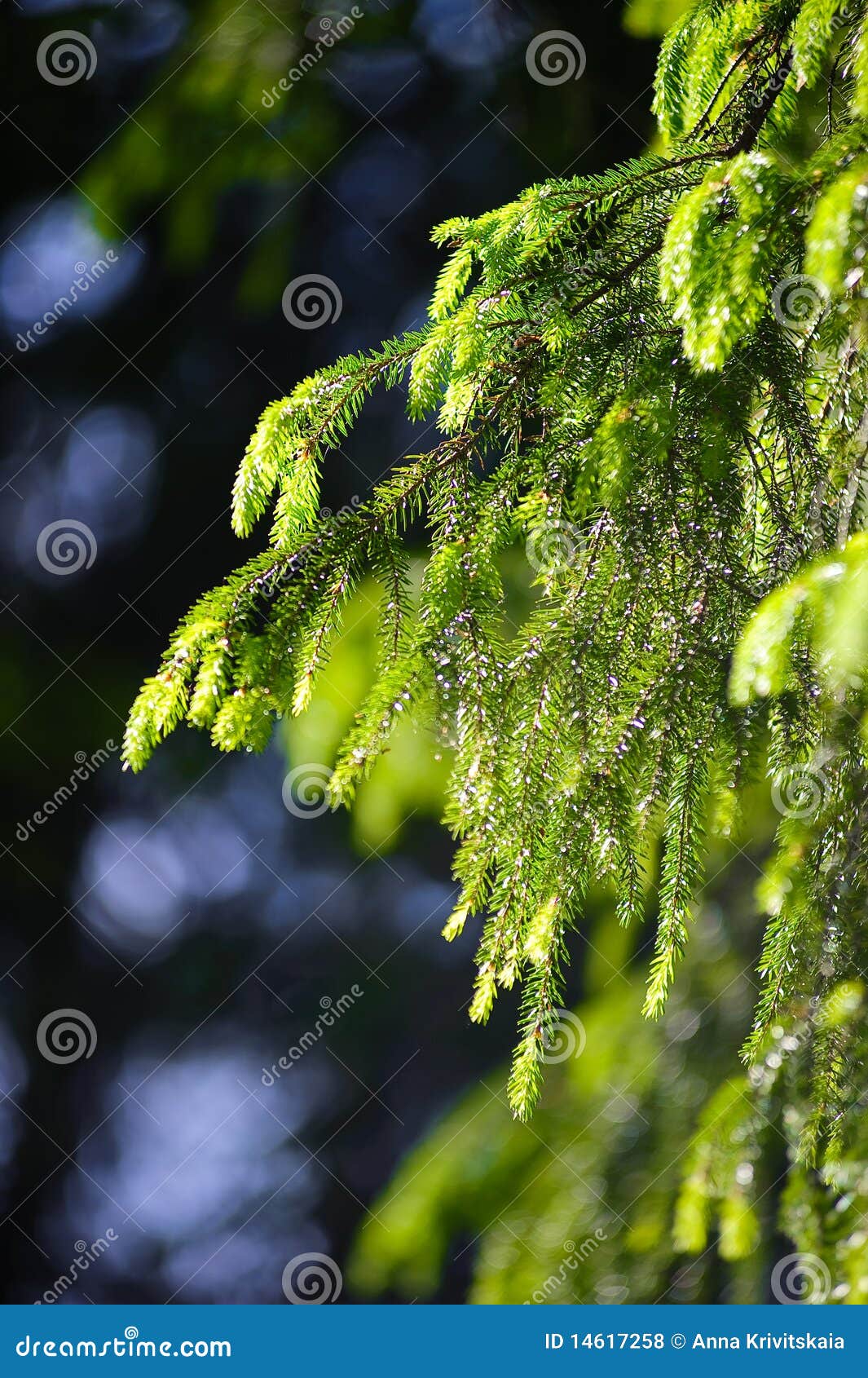 Young fur-tree branches stock photo. Image of brightly - 14617258