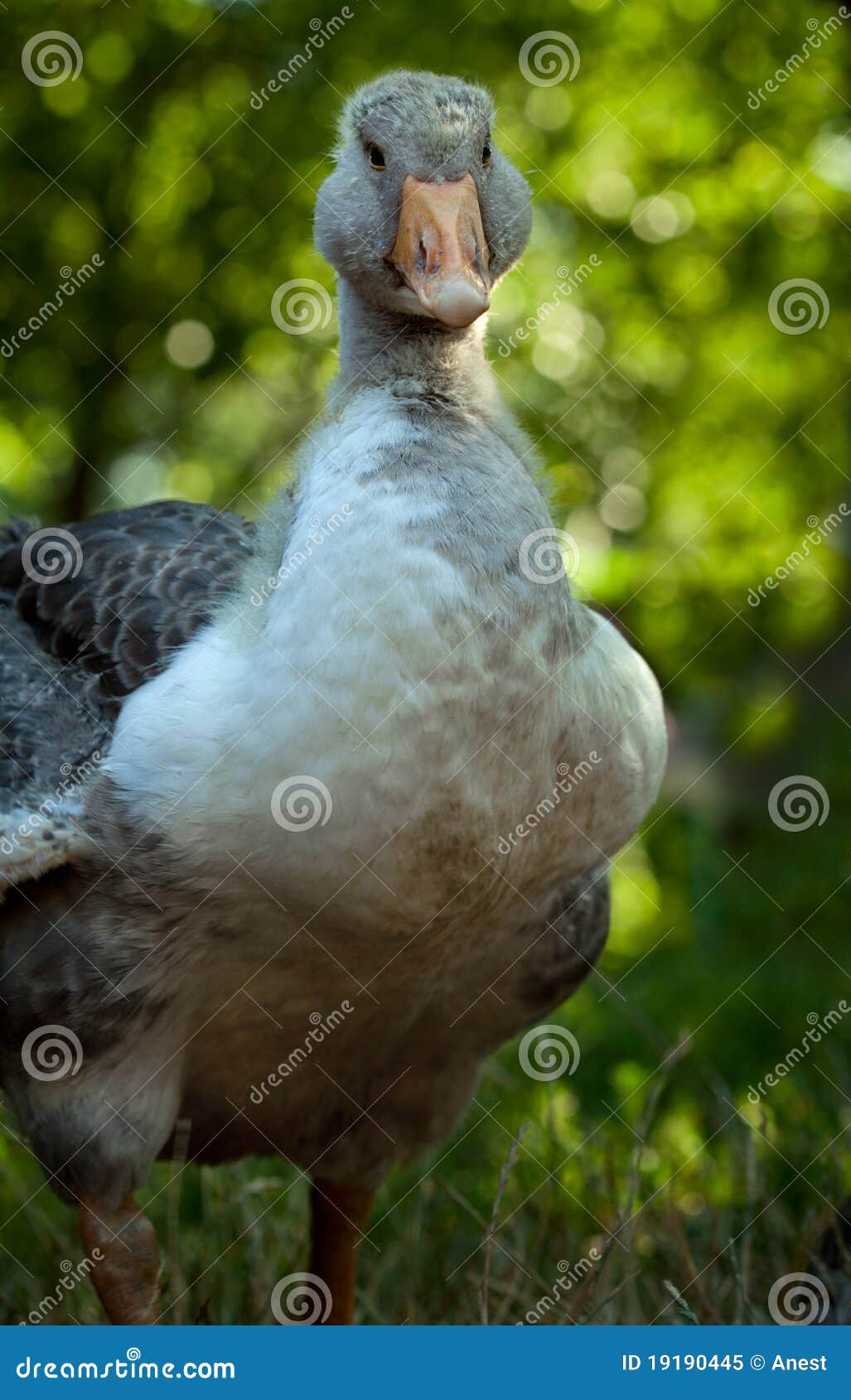 Young gander portrait stock image. Image of feathers - 19190445
