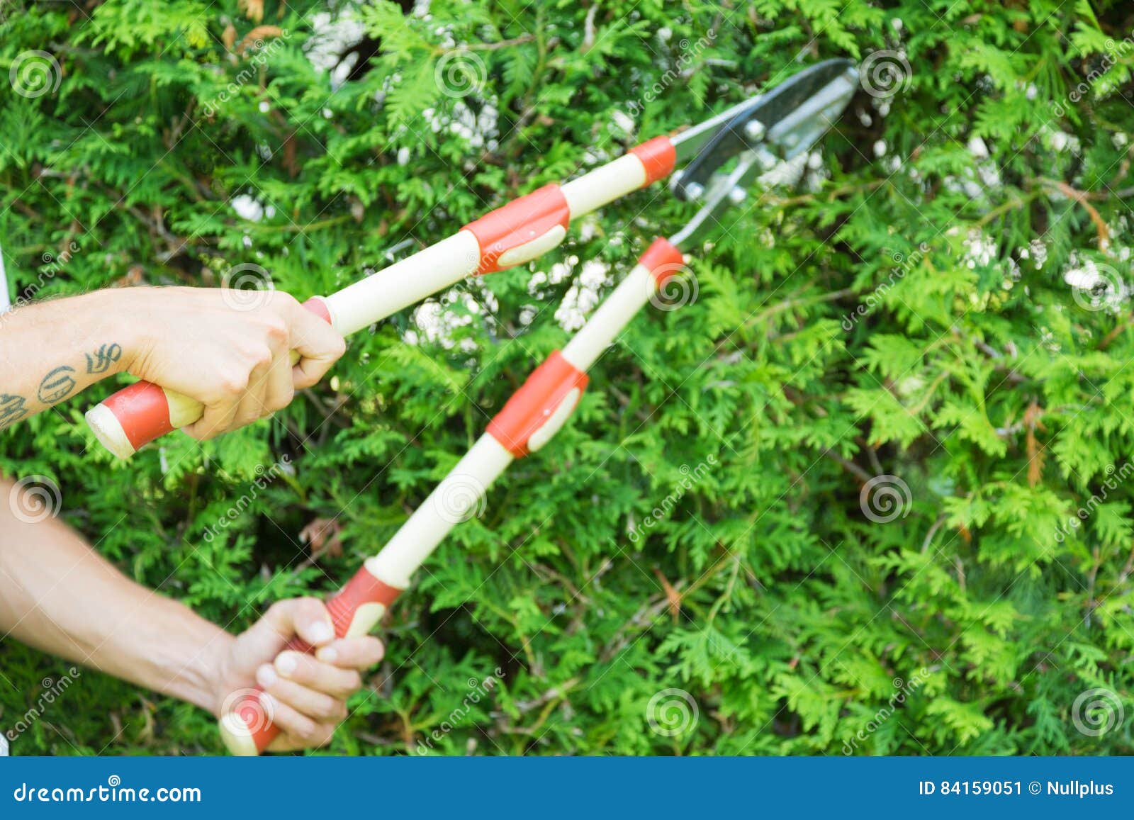 Young Gardener Trimming a Bush Stock Image - Image of garden, adult ...
