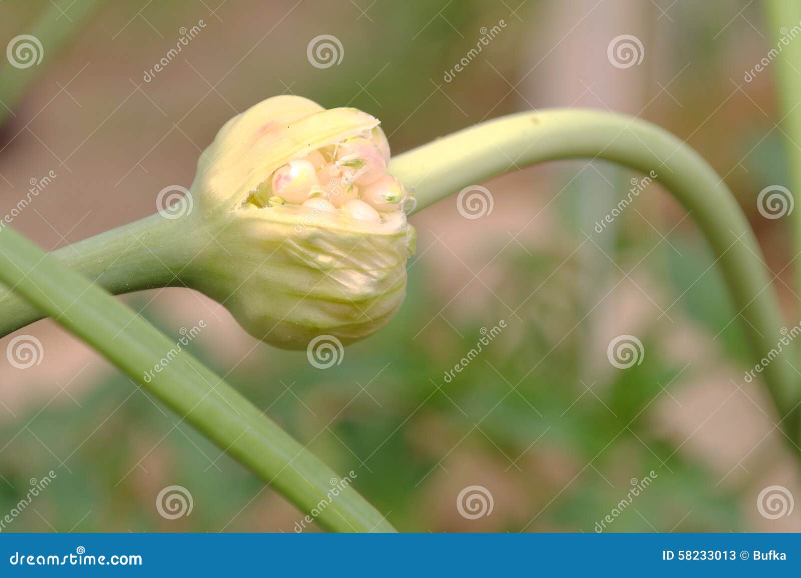 Young garlic bulbil stock image. Image of cultivate, growing - 58233013