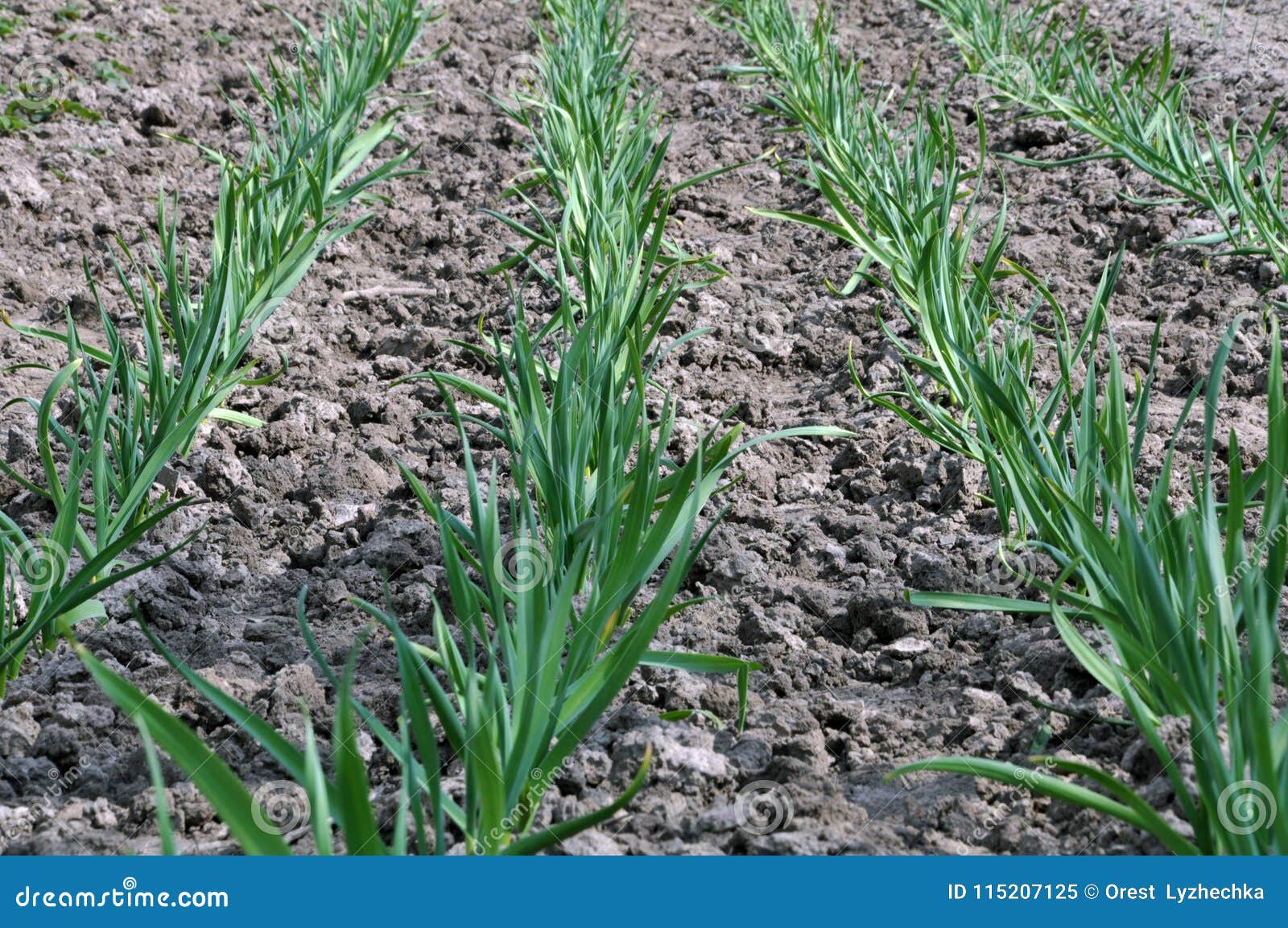 The Young Garlic Grows in the Ground Stock Image - Image of nutrition ...