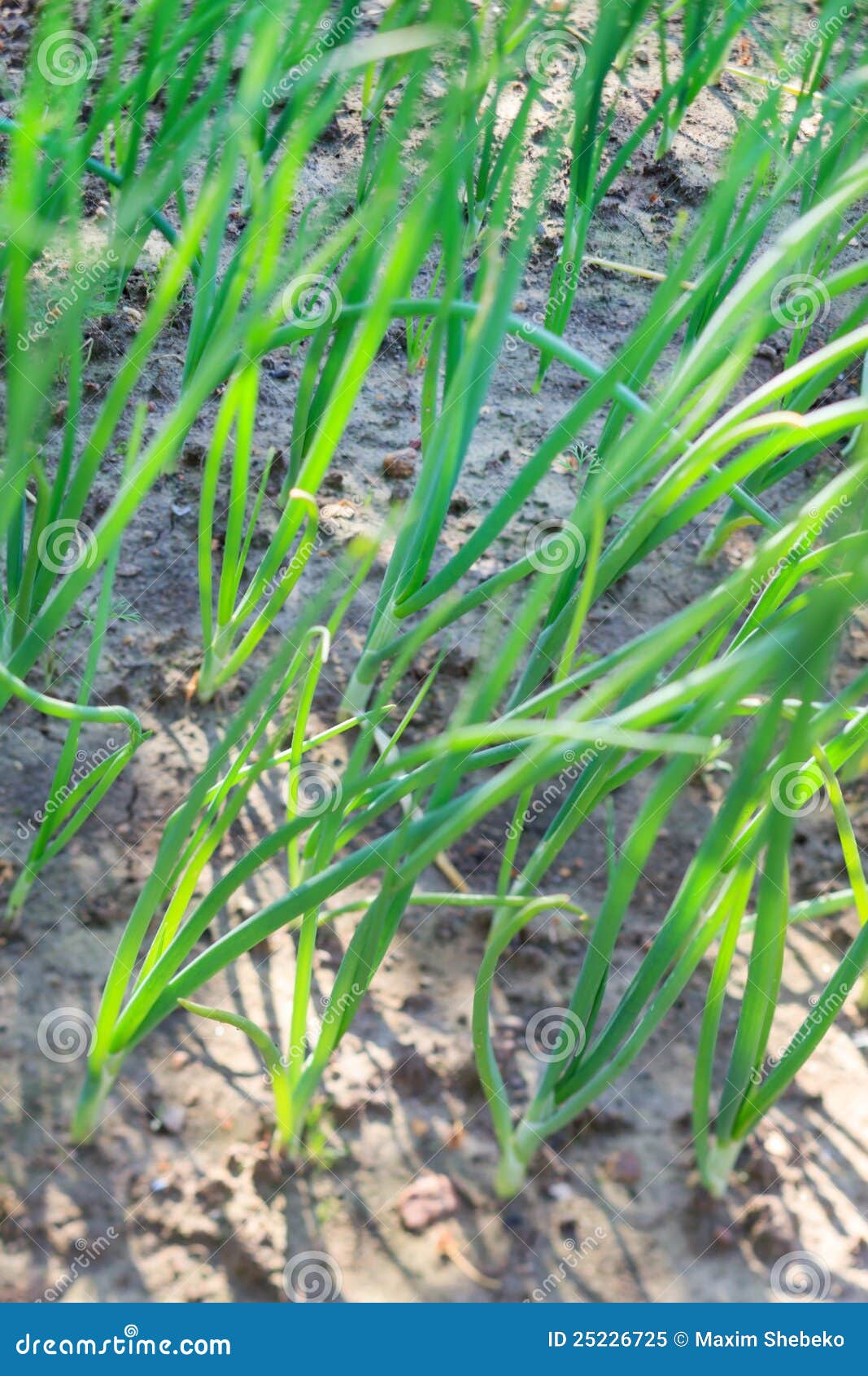 Young garlic plants stock image. Image of ground, care - 25226725