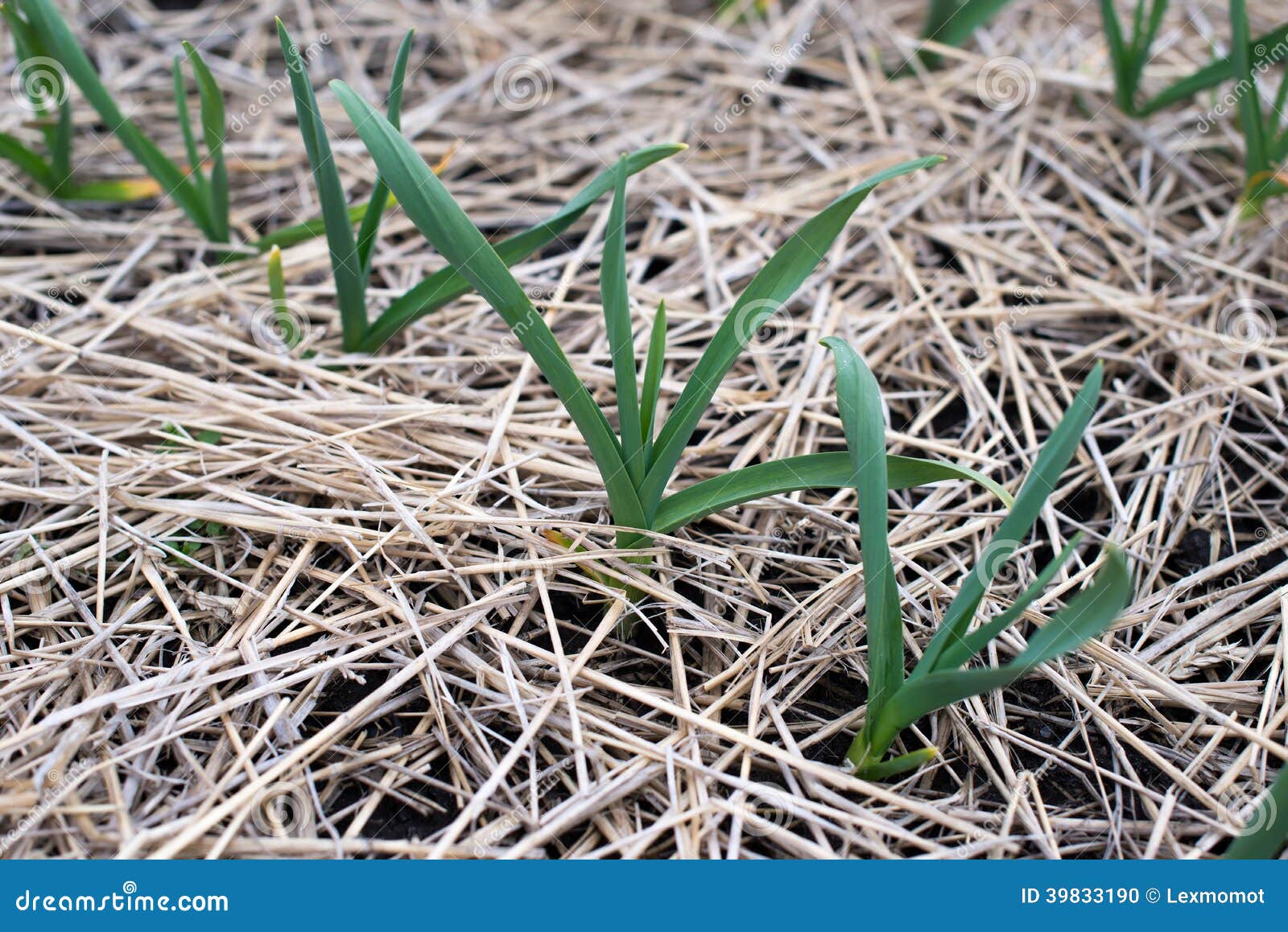 Young Garlic Plants in the Field, Agricultural Background Stock Photo ...