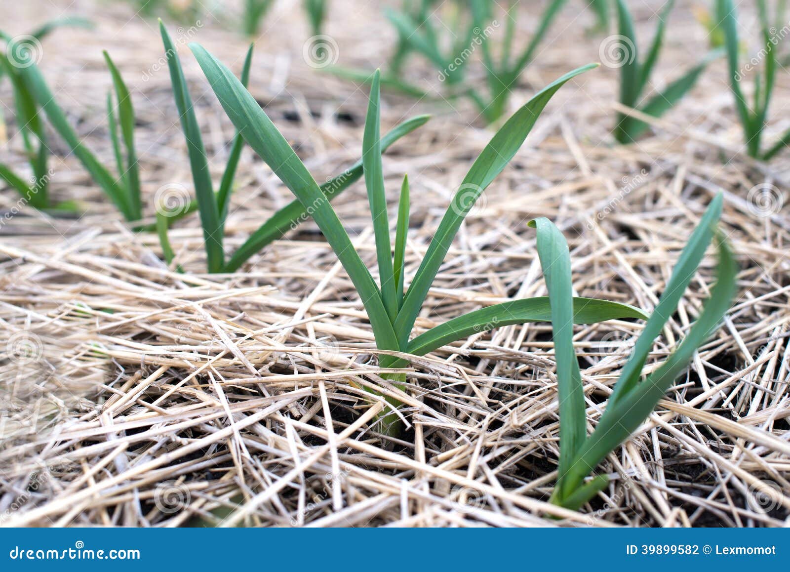 Young Garlic Plants In The Field, Agricultural Background Stock Photo ...