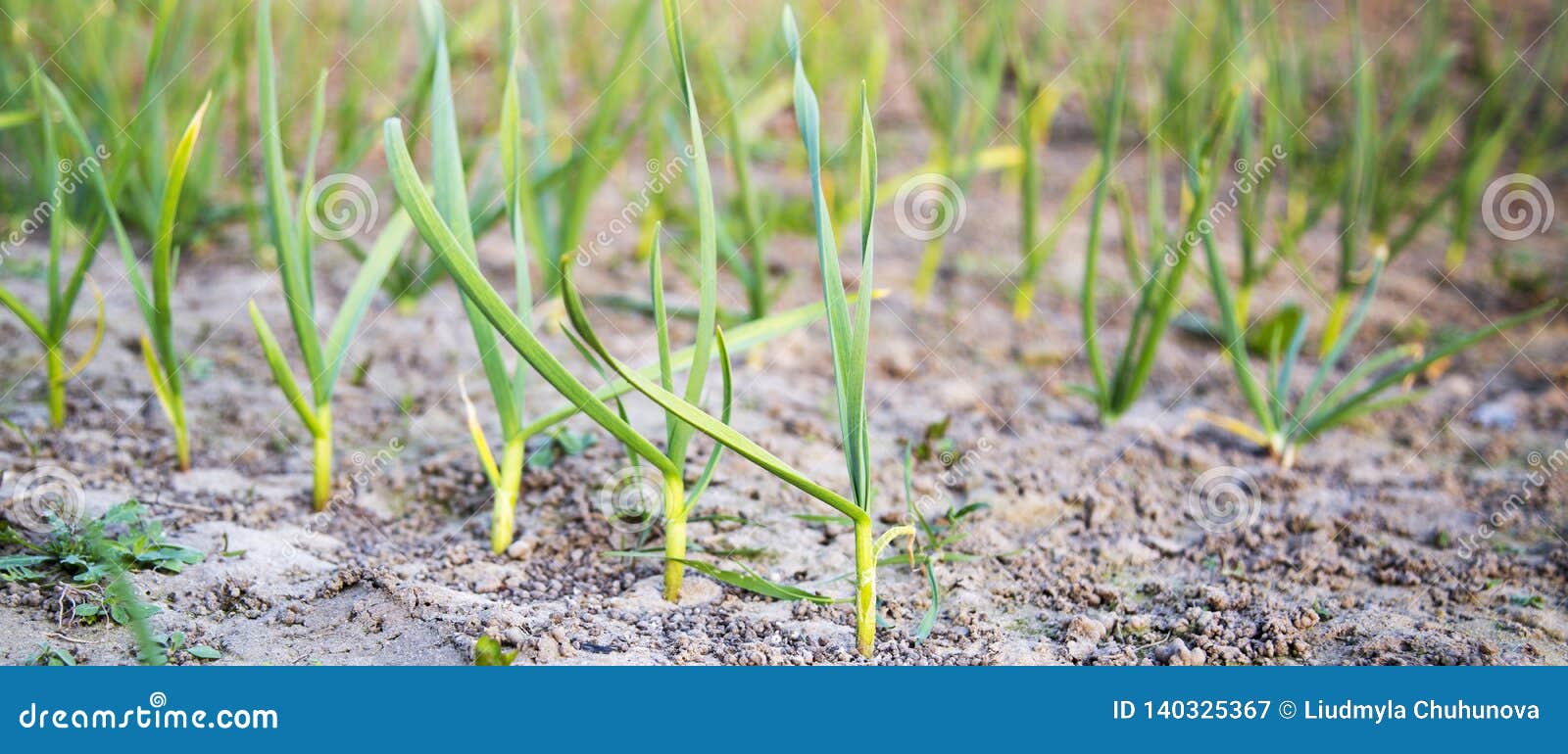 Young Garlic Plants, Side View Stock Image - Image of plant, garlic ...