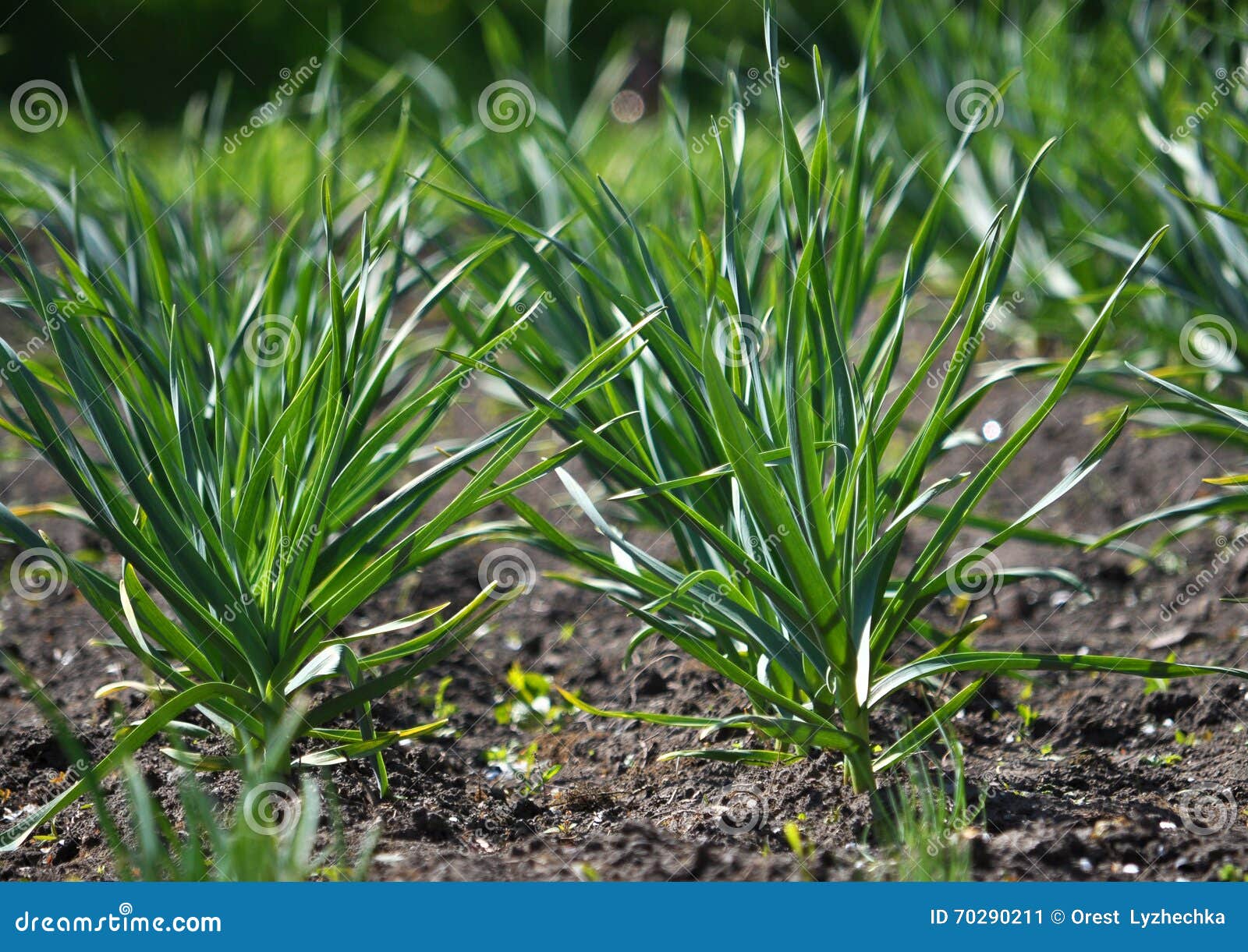 Young garlic seed stock image. Image of leaves, polysaccharides - 70290211