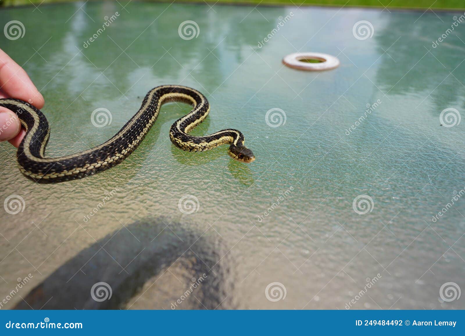 Young Garter Snake Sitting on Top of a Table Stock Photo - Image of ...