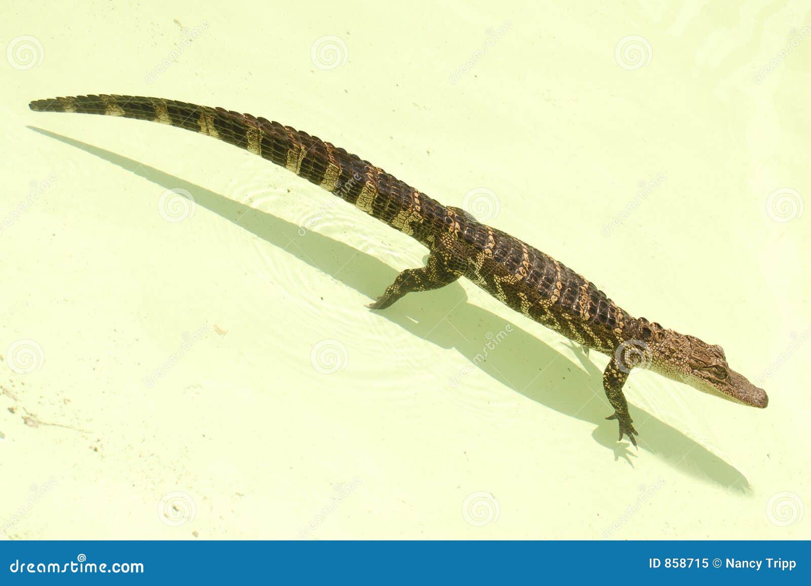 Young gator stock image. Image of southern, lizard, reptile - 858715