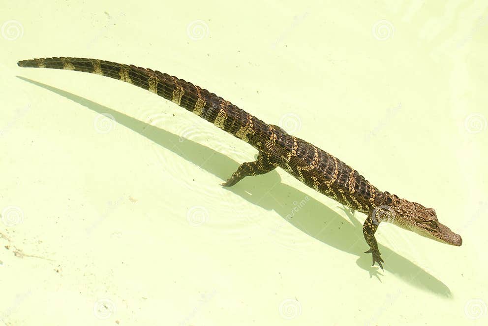Young gator stock image. Image of southern, lizard, reptile - 858715