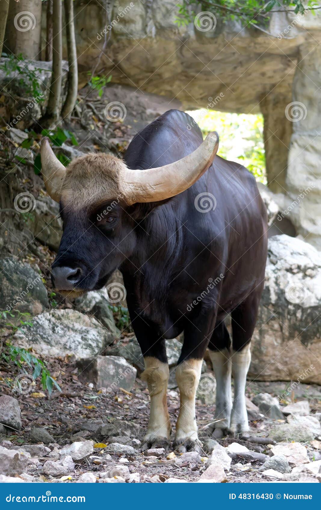 Young Gaur stock photo. Image of khao, buffalo, animal - 48316430