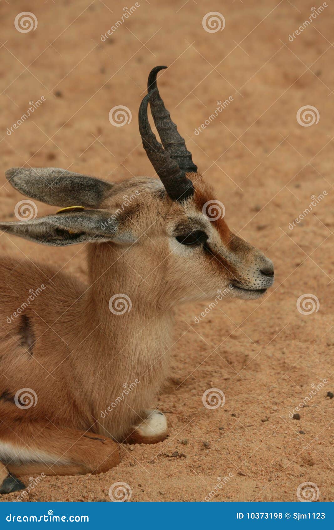 Young Gazelle stock photo. Image of horn, mammal, gazelle - 10373198