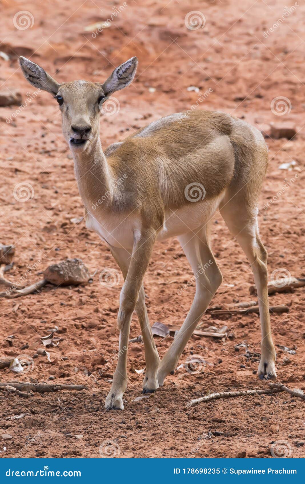 Rhim Gazelle Stock Photo | CartoonDealer.com #12459042