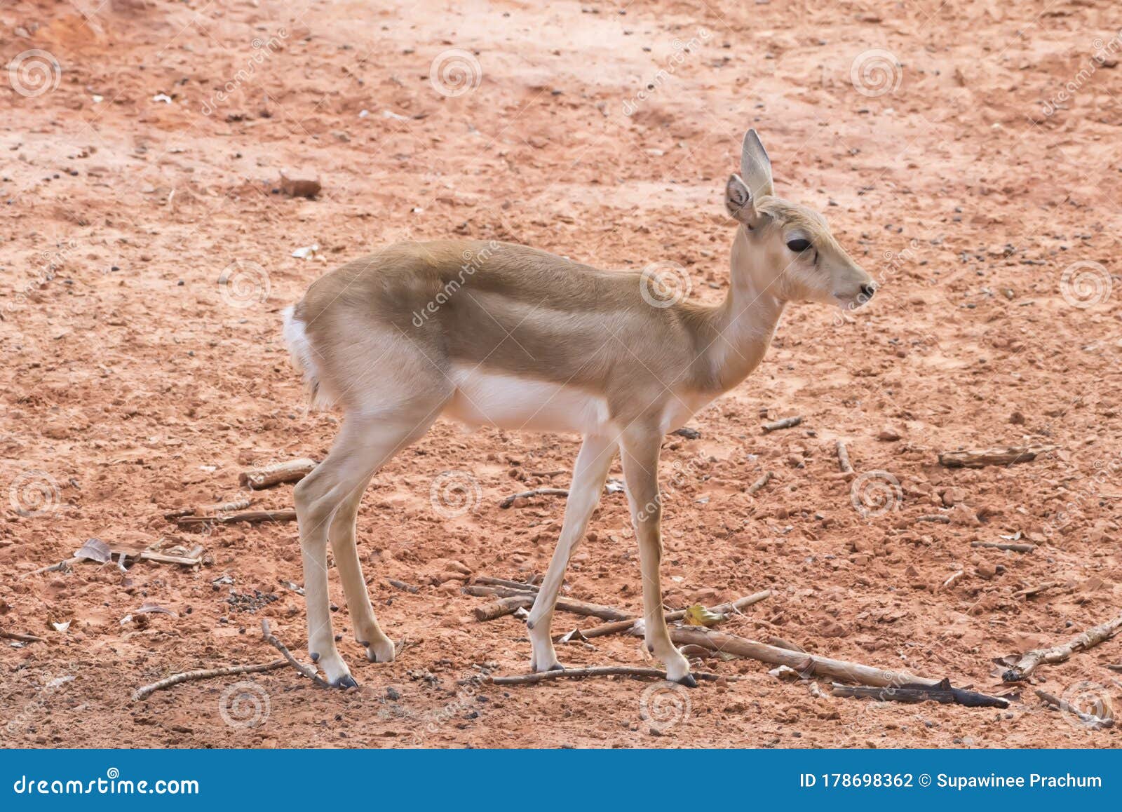 Rhim Gazelle Stock Photo | CartoonDealer.com #12459042