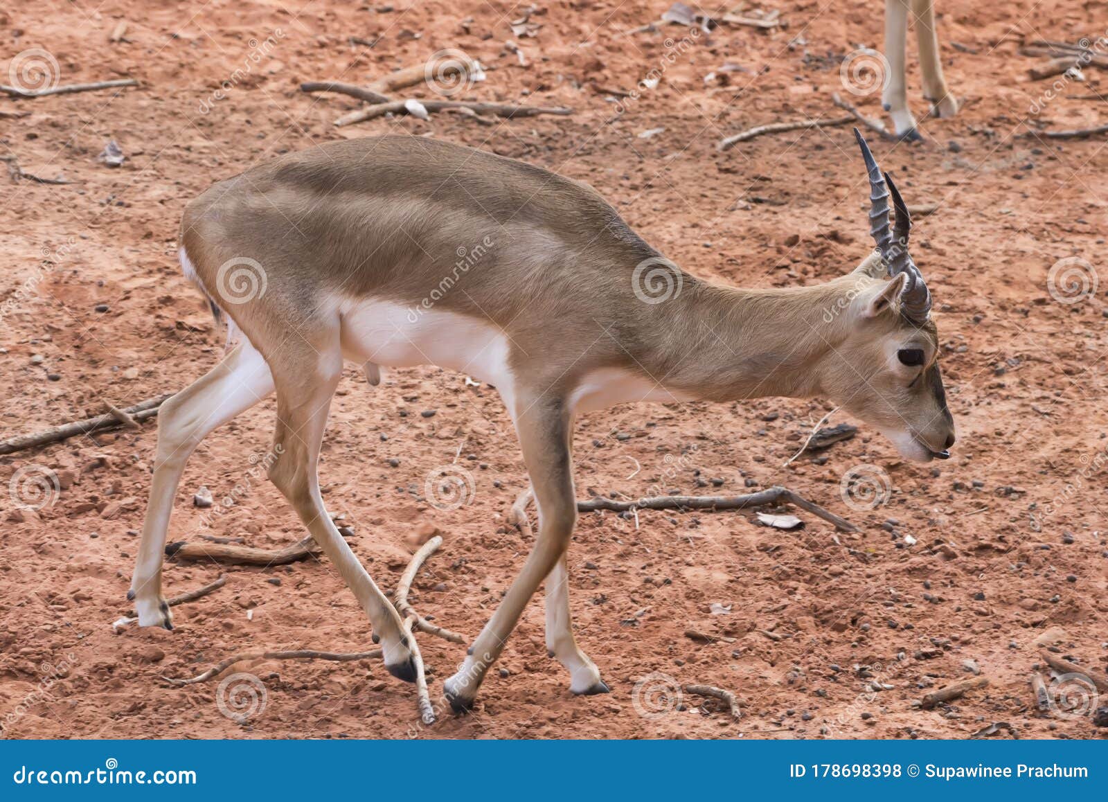 Young Gazelle Stock Photos - Download 1,674 Royalty Free Photos
