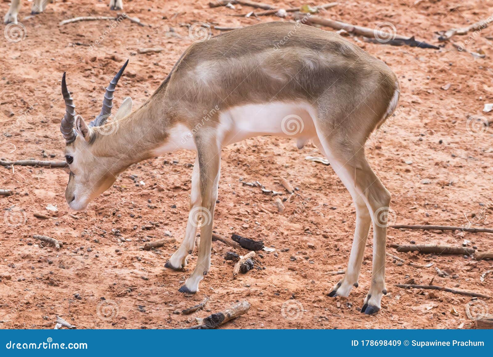 Rhim Gazelle Stock Photo | CartoonDealer.com #12459042