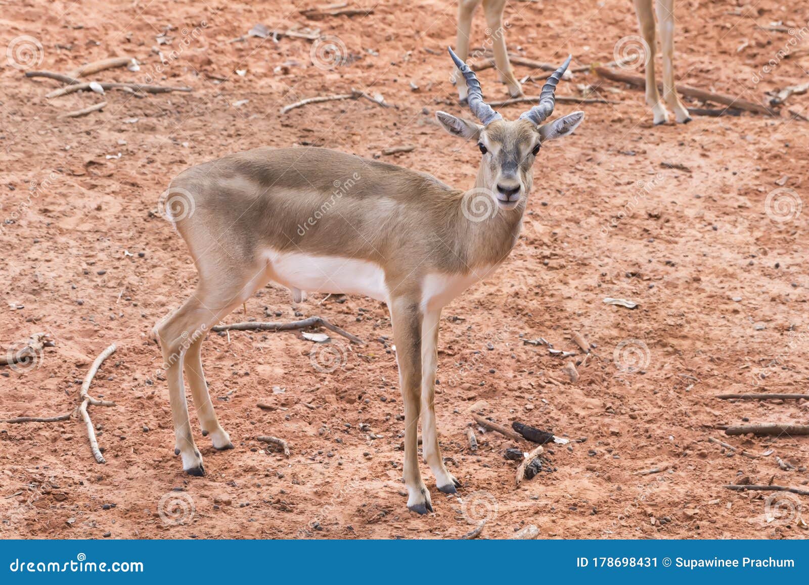 Rhim Gazelle Stock Photo | CartoonDealer.com #12459042