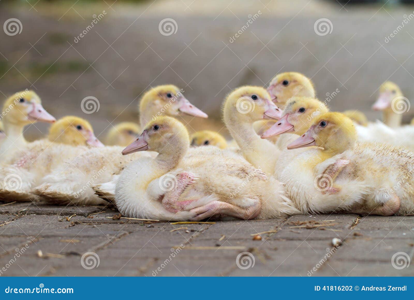 Two Young Geese With Fluffy Feathers Waddle Over The Green Grass ...
