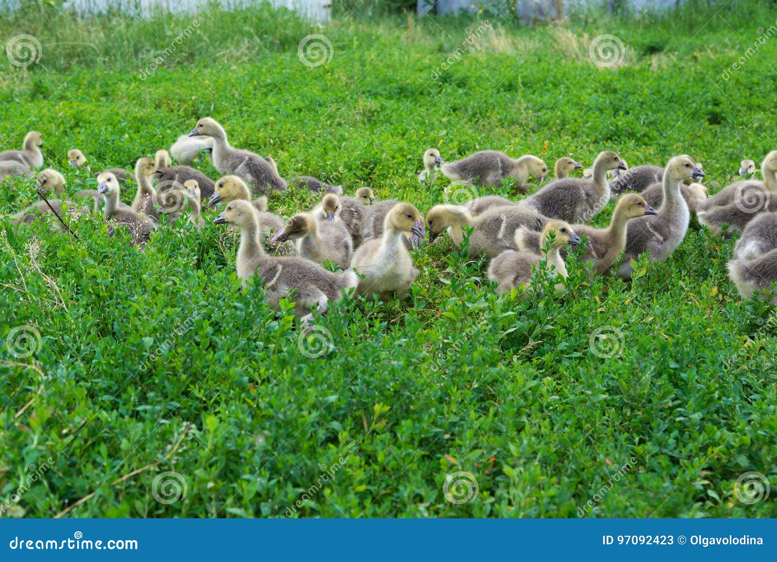 Two Young Geese With Fluffy Feathers Waddle Over The Green Grass ...