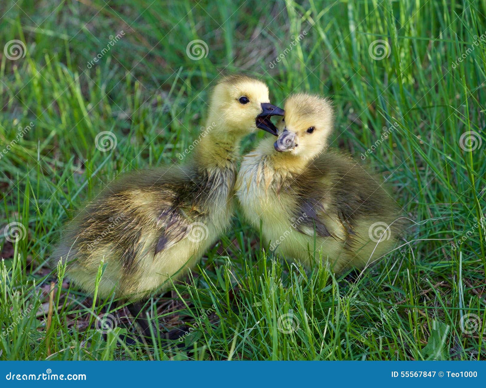 The Young Geese are Kissing Stock Image - Image of beautiful, geese ...