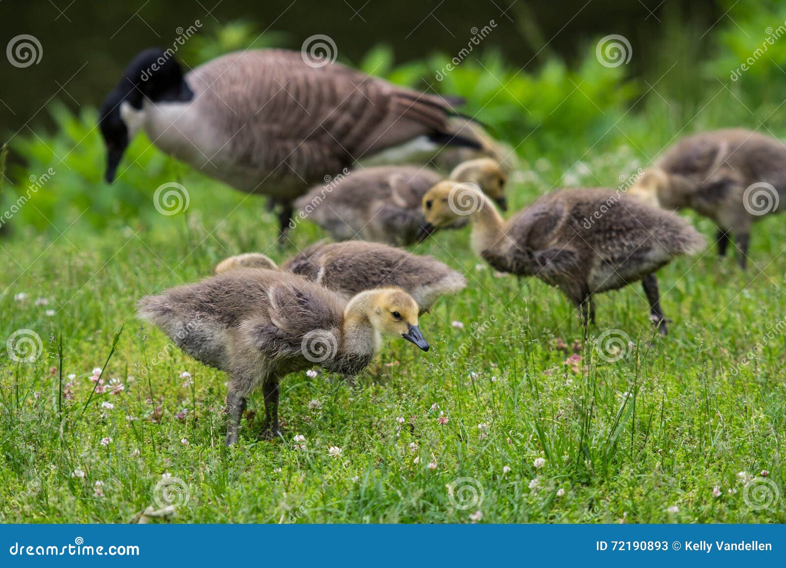 Two Young Geese With Fluffy Feathers Waddle Over The Green Grass ...