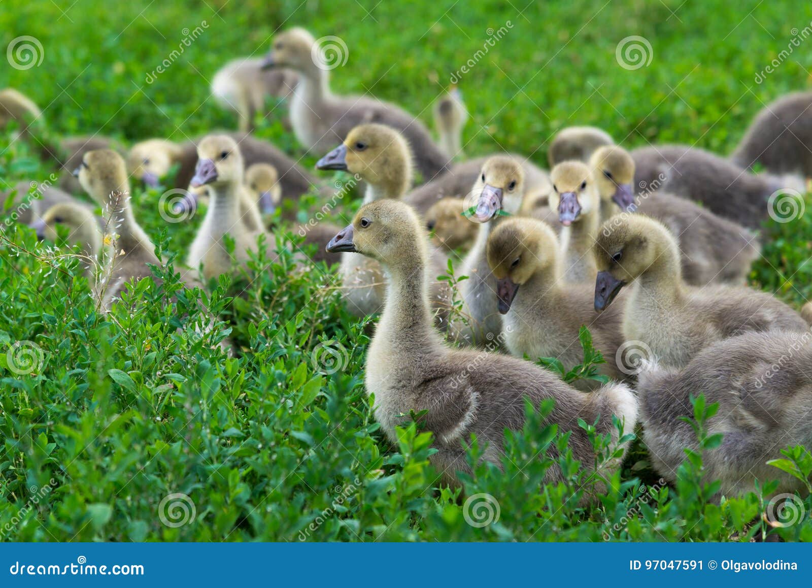 Two Young Geese With Fluffy Feathers Waddle Over The Green Grass ...