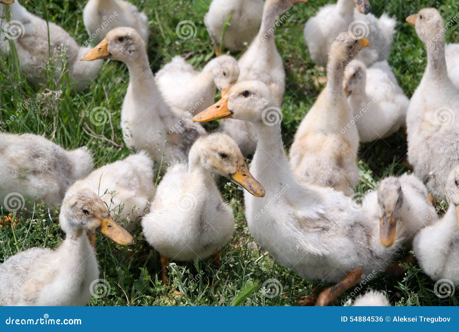 Two Young Geese With Fluffy Feathers Waddle Over The Green Grass ...