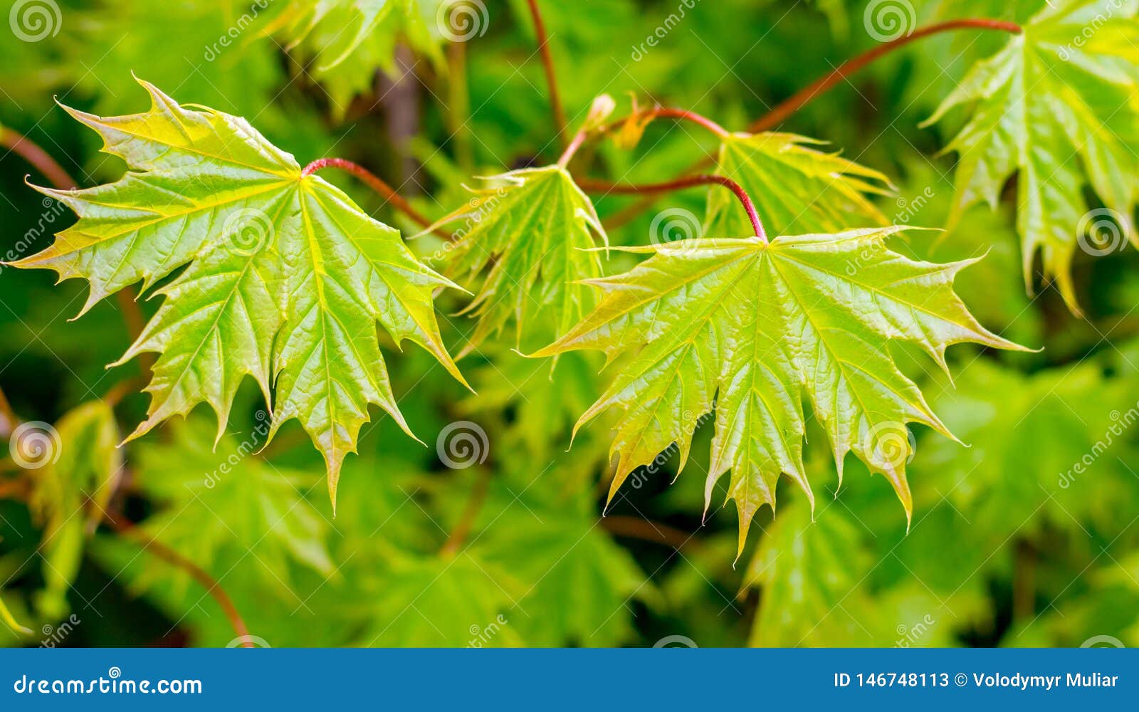 Young Gentle Light Green Leaves of Maple on a Tree_ Stock Image - Image ...