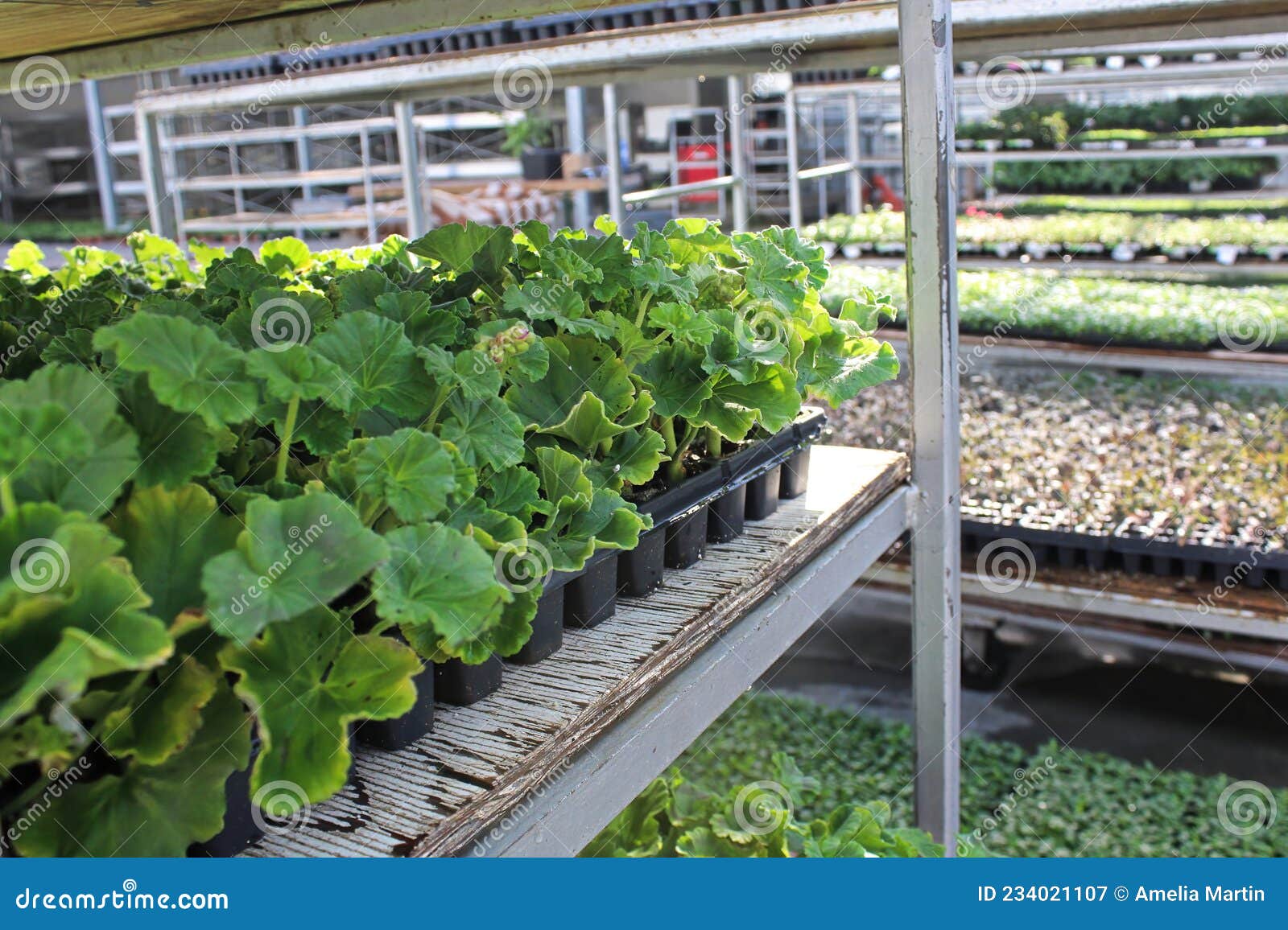 Young Geranium Plants in Trays on a Trolly Stock Image - Image of ...