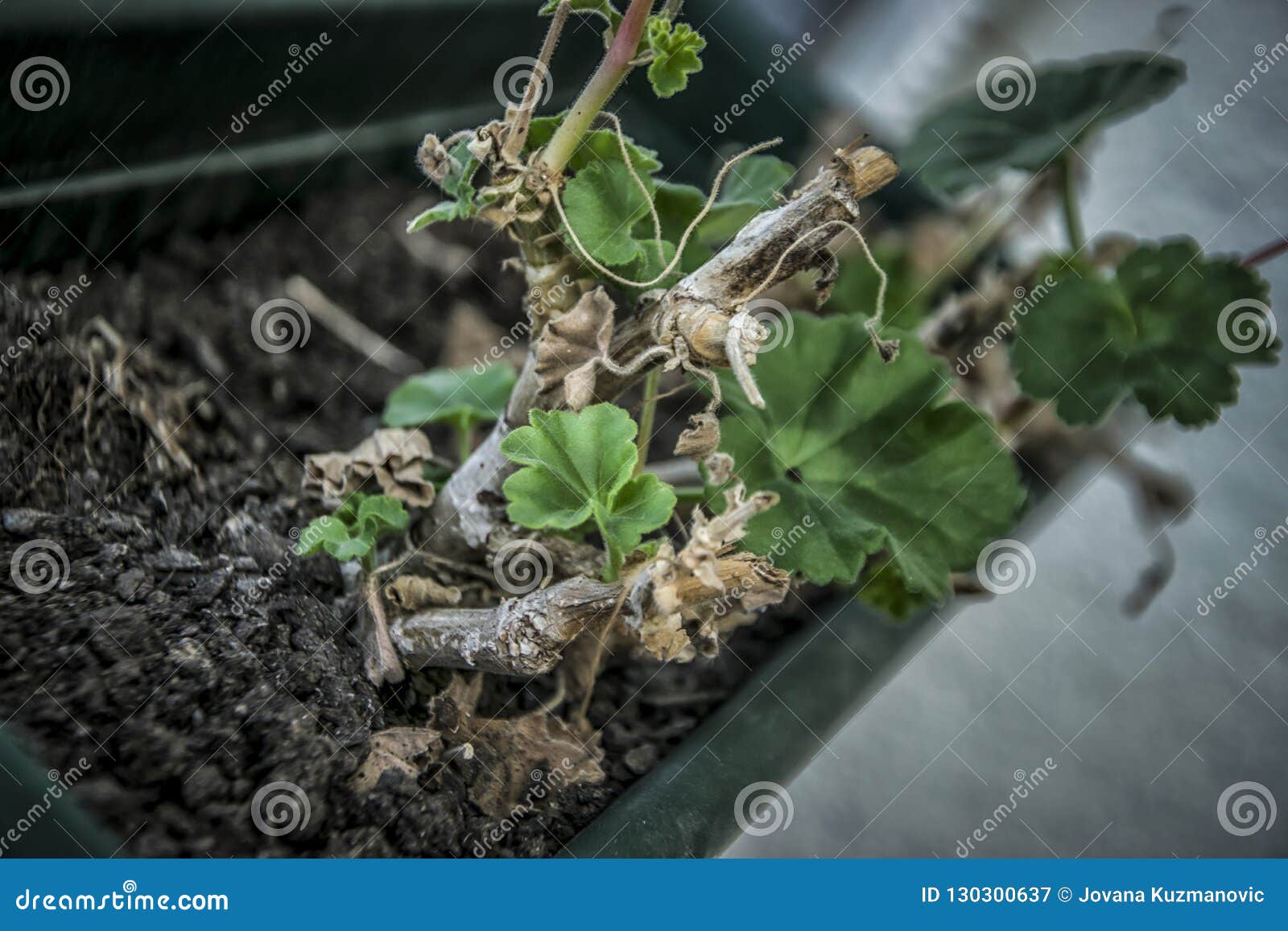 Young Geranium Sprout stock image. Image of geraniums - 130300637