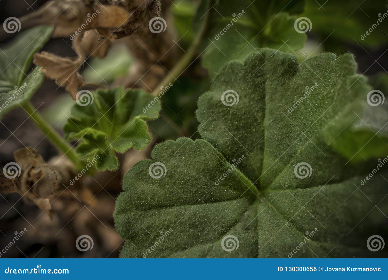 Young Geranium Sprout stock photo. Image of flower, gardening - 130300656