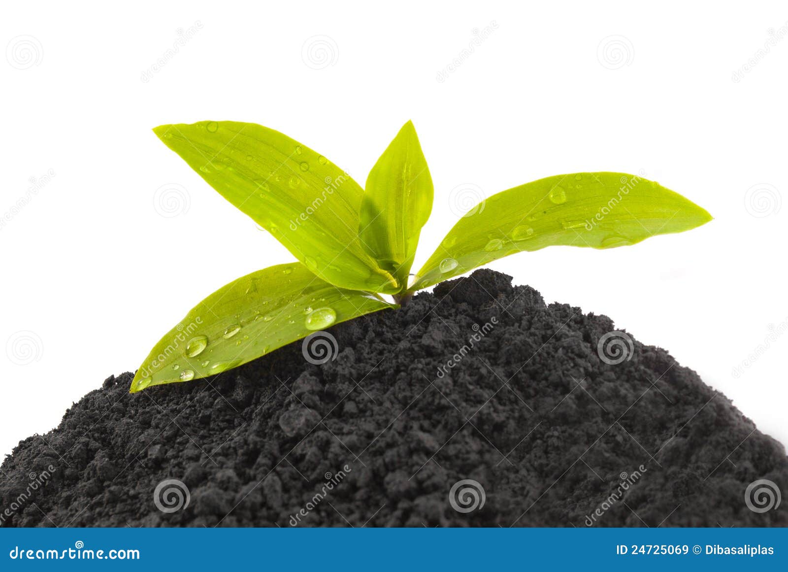 The young germ stock image. Image of land, young, sprout - 24725069