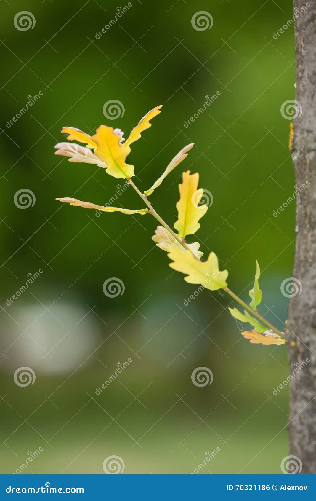 Young Germ of the Oak Growing on an Old Tree Trunk Stock Photo - Image ...