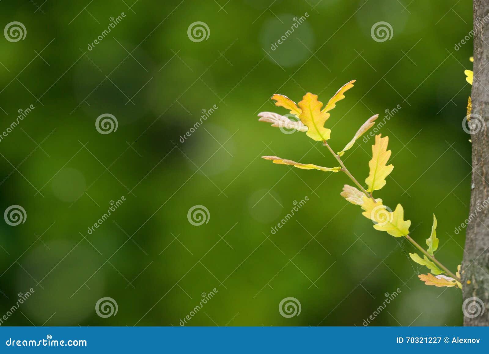 Young Germ of the Oak Growing on an Old Tree Trunk Stock Image - Image ...