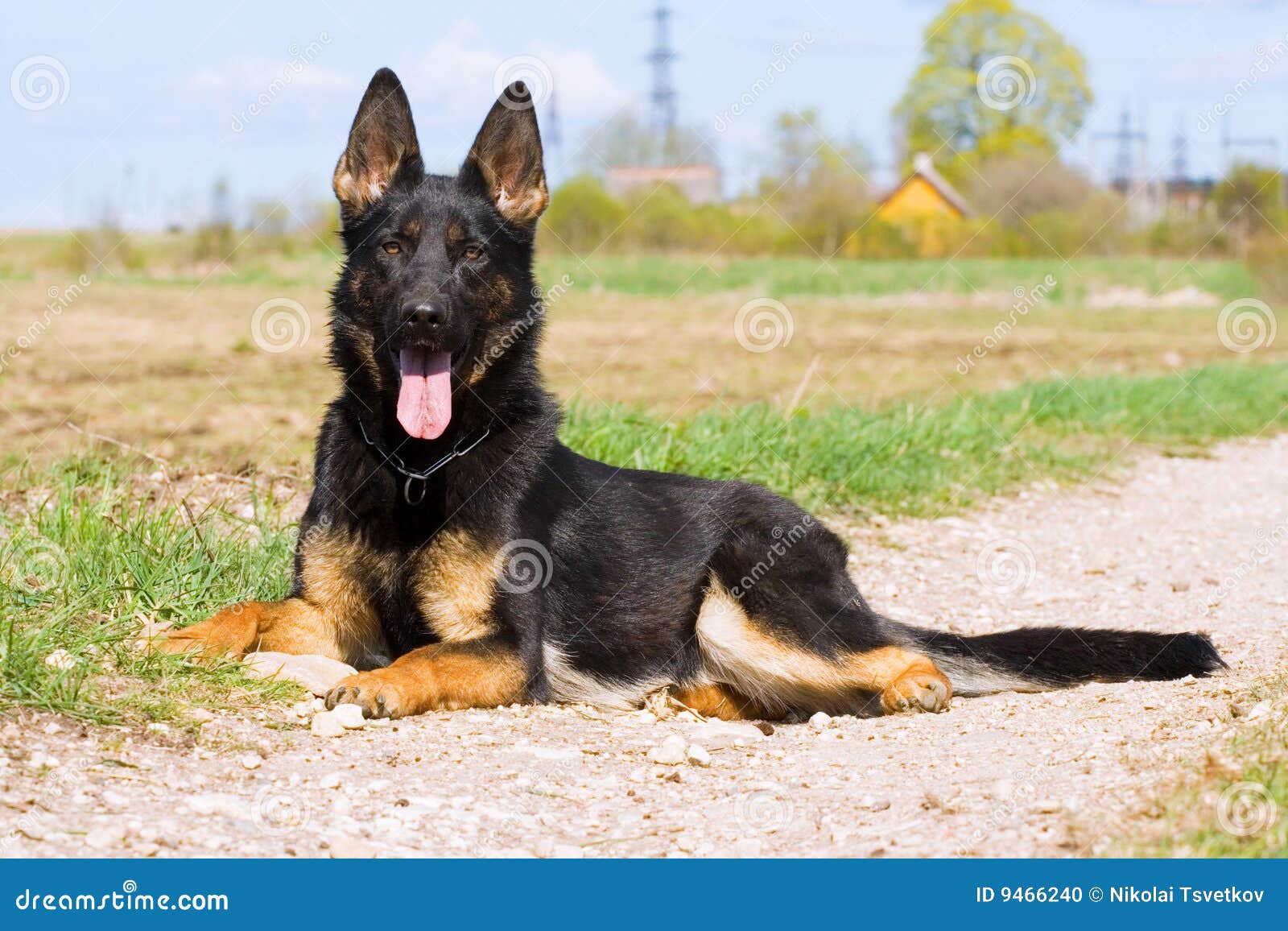 Young german sheepdog stock photo. Image of behavior, friendship - 9466240