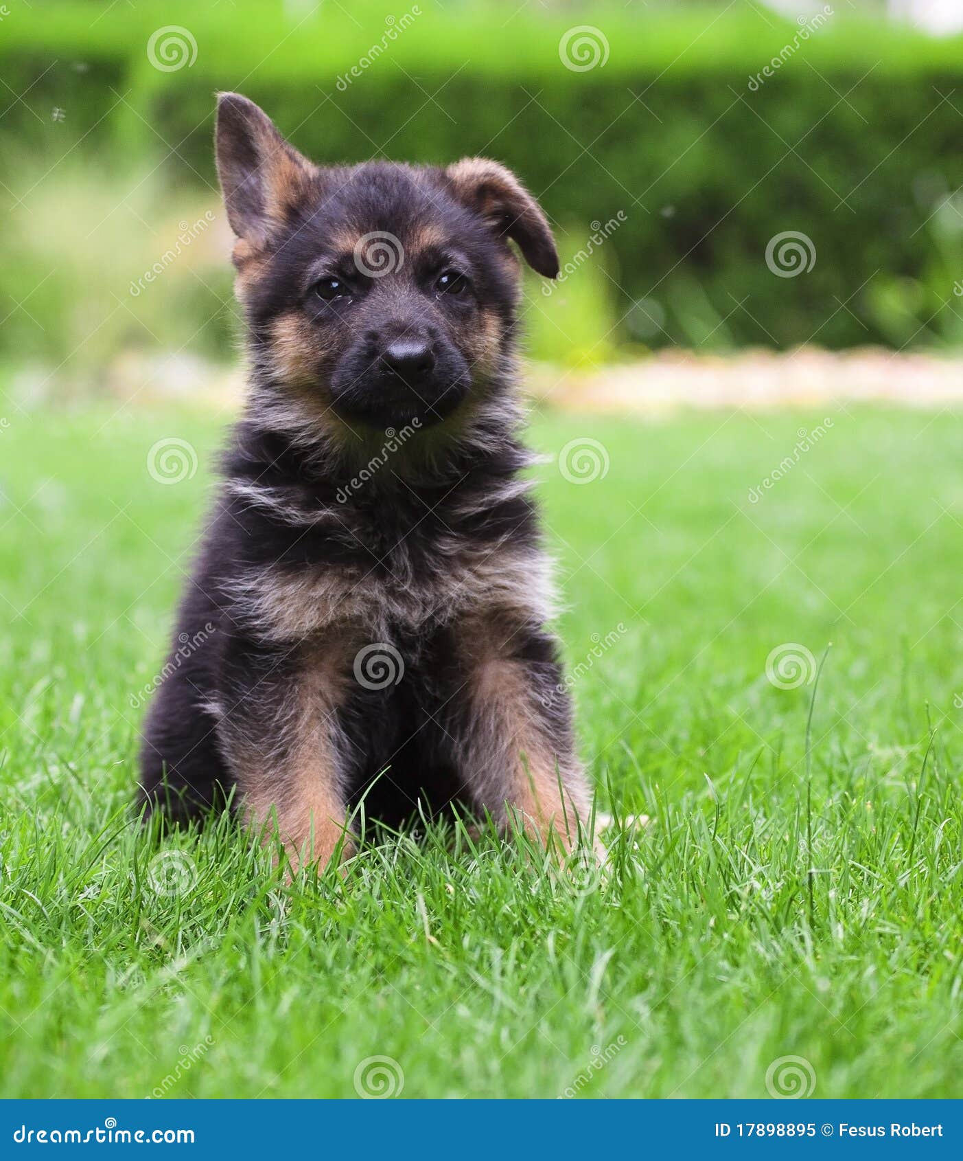 Young German Shepherd stock image. Image of protection - 17898895