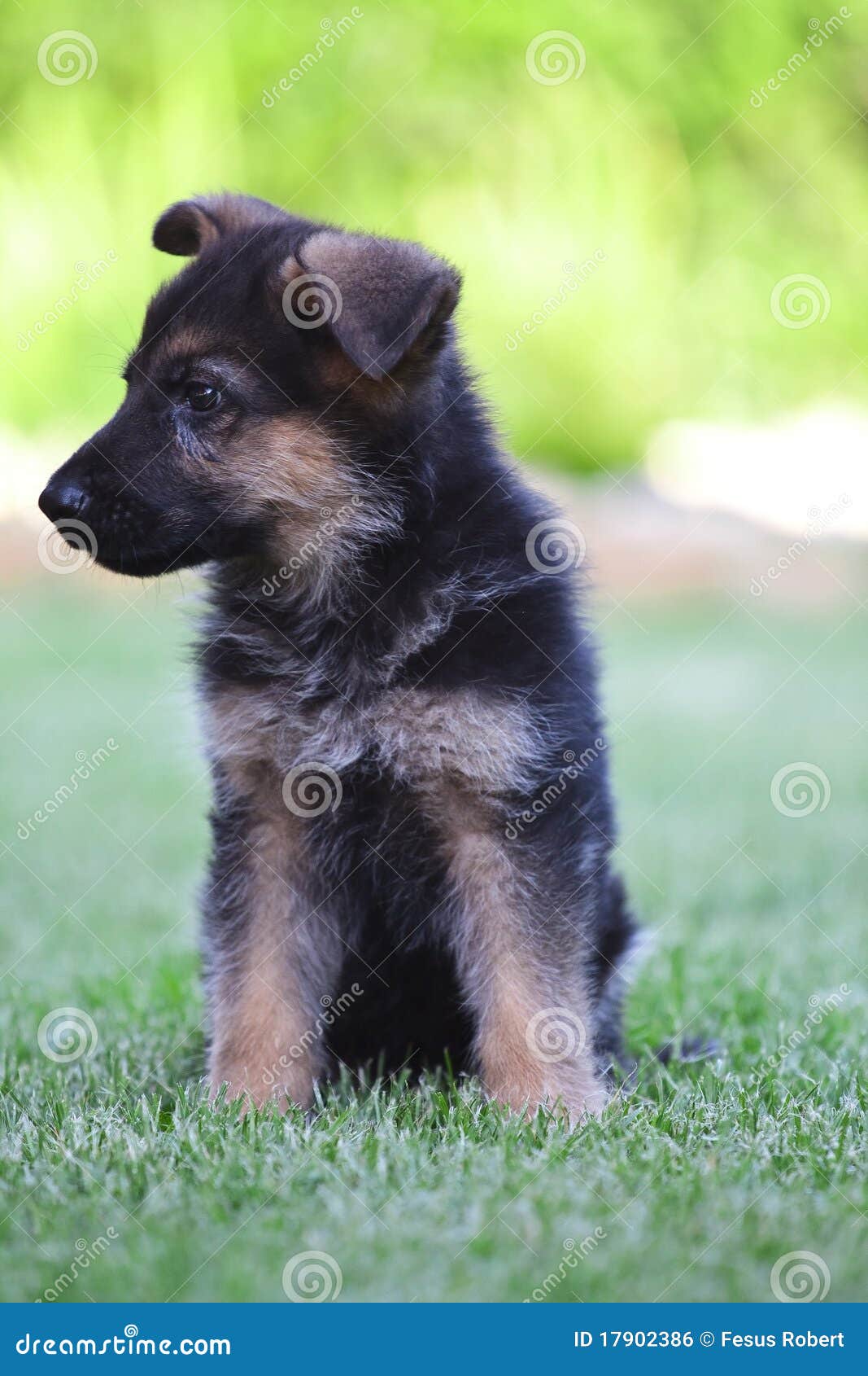 Young German Shepherd stock photo. Image of alsatian - 17902386